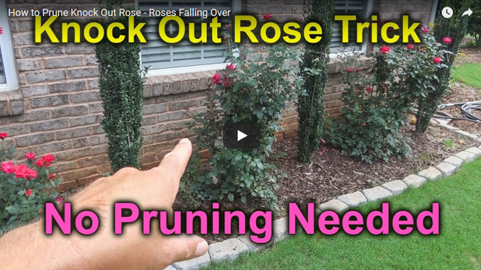 Easy Pruning for Knock Out Roses