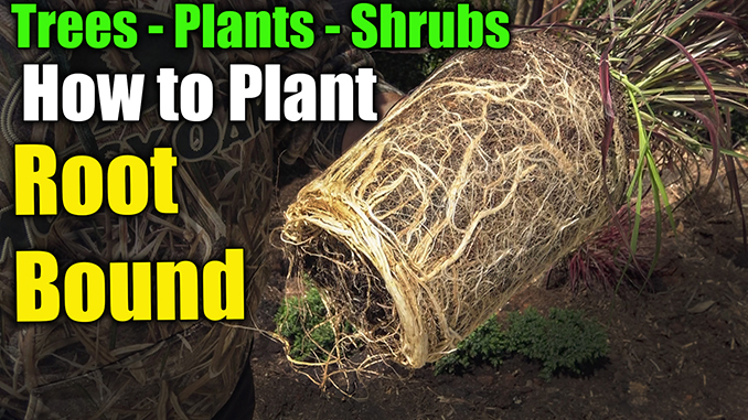 Planting Root Bound Plants