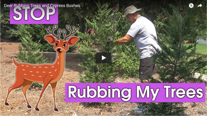Stop Deer from Rubbing on Bushes and Trees