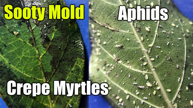 Kill Aphids and Black Mold on Bushes and Crepe Myrtles Around the House
