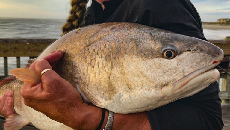 Fishing for Huge Channel Bass and Redfish