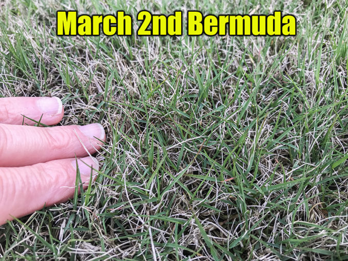 Spring Bermuda Lawn Checklist Uncategorized