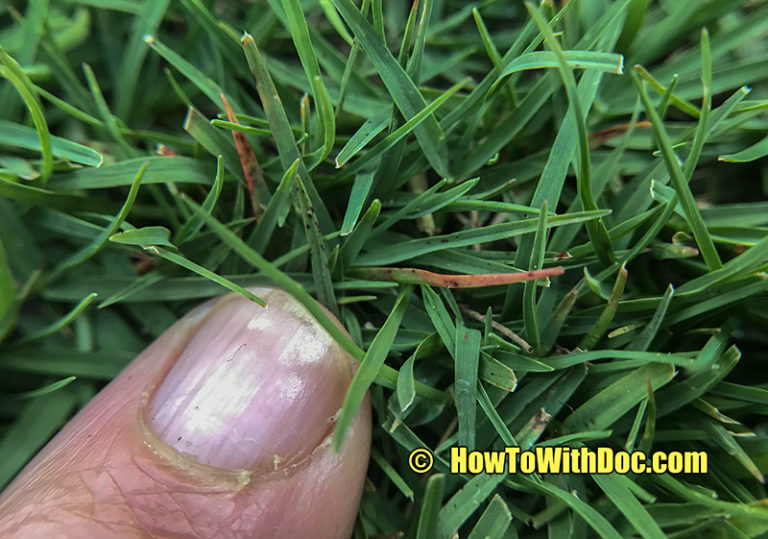 Red Tips Yellow Blades Lawn Lawn Care