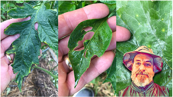 How to Treat Vegetable Garden Disease and Insects Gardening