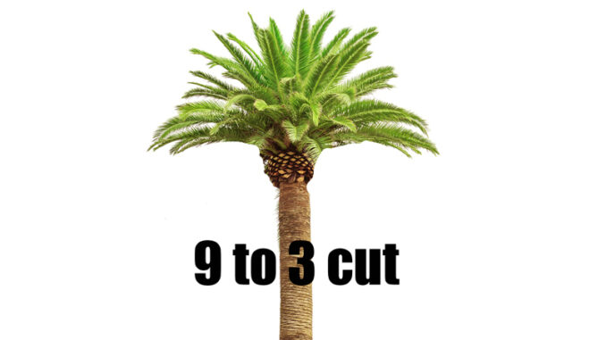 Trimming Palm Trees - How to Trim Palms Lawn Care