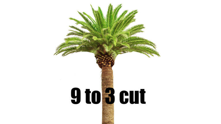 Trimming Palm Trees - How to Trim Palms Lawn Care