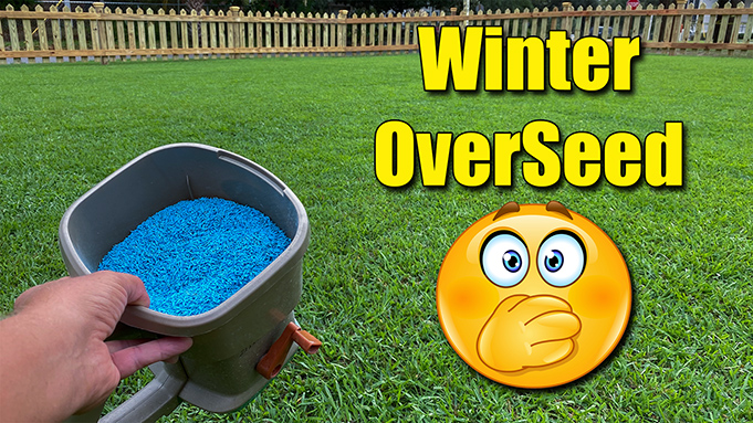 Winter Overseeding of Warm Season Lawns Lawn Care
