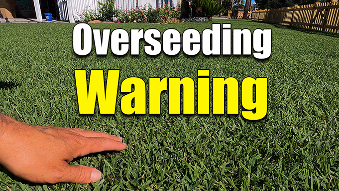 Overseeding Bermuda with Rye Grass Problems Lawn Care