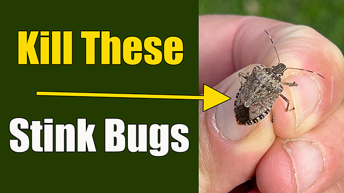 How to Kill Stink Bugs Uncategorized