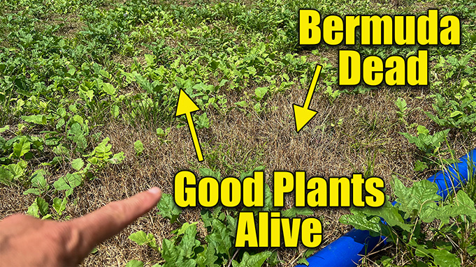 Kill Bermuda Grass in Flower Beds and Food Plots Lawn Care