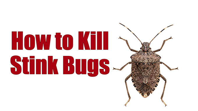 How to Kill Stink Bugs Stop Them Inside the House Uncategorized