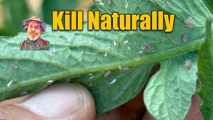 How to Kill Aphids on Leaves of Plants Gardening